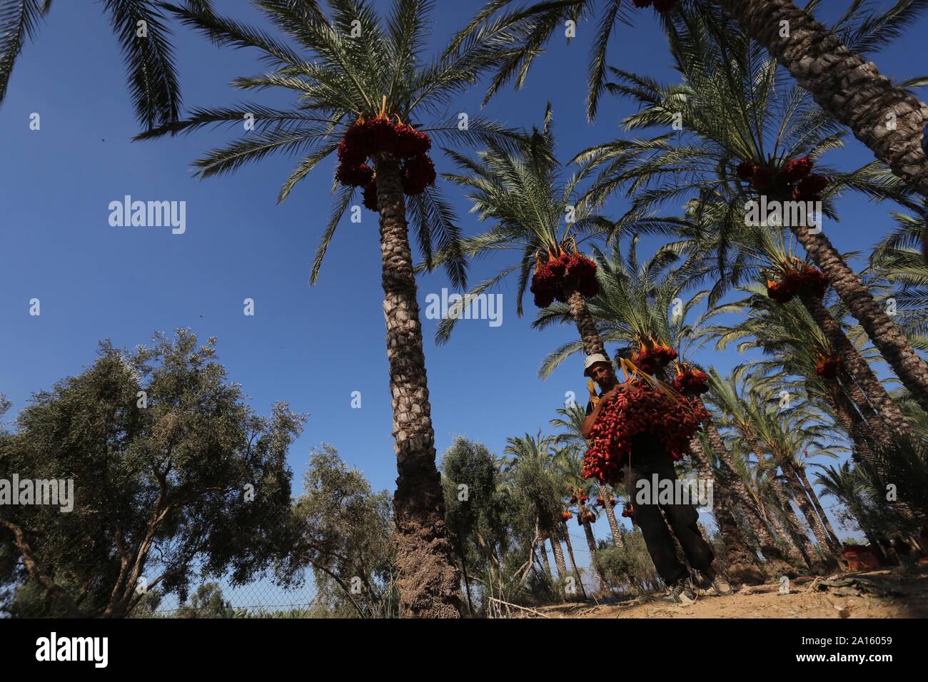 Deir Al-Balah, Gaza Strip, Palestinian Territory. 24th Sep, 2019 ...