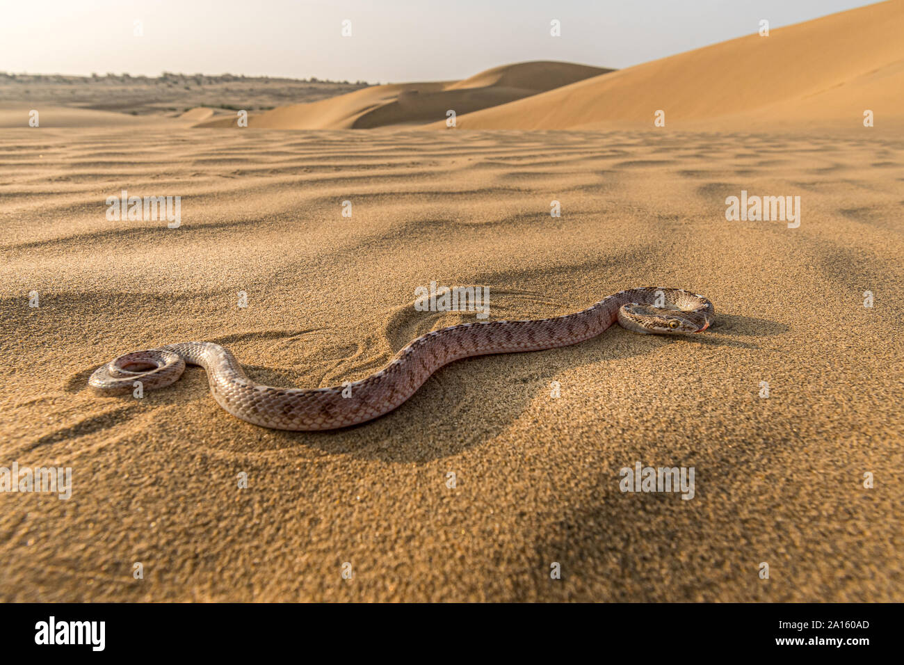 Sand dune reptile snake hi-res stock photography and images - Alamy