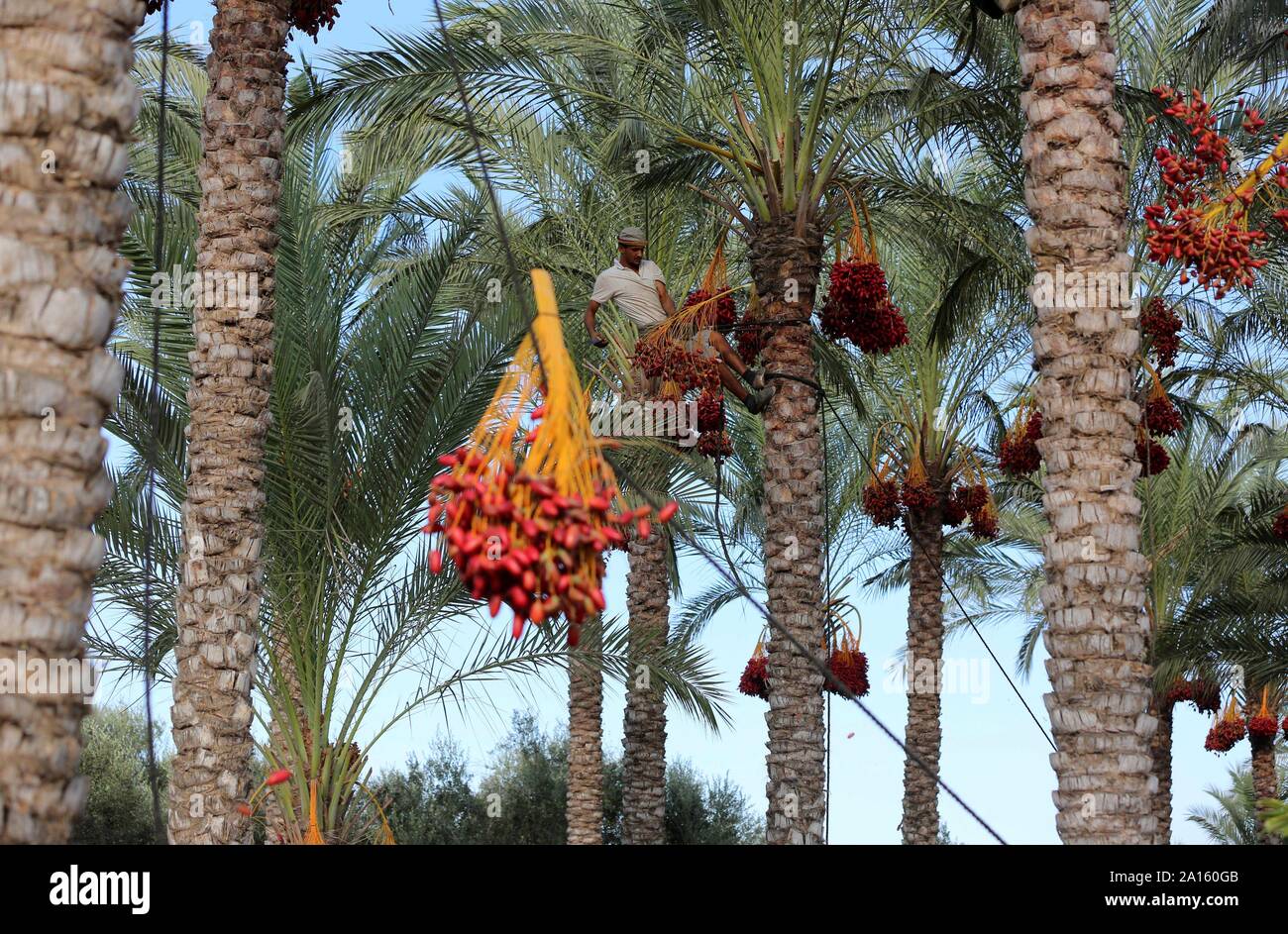September 23, 2019, Deir Al-Balah, Gaza Strip, Palestinian Territory ...