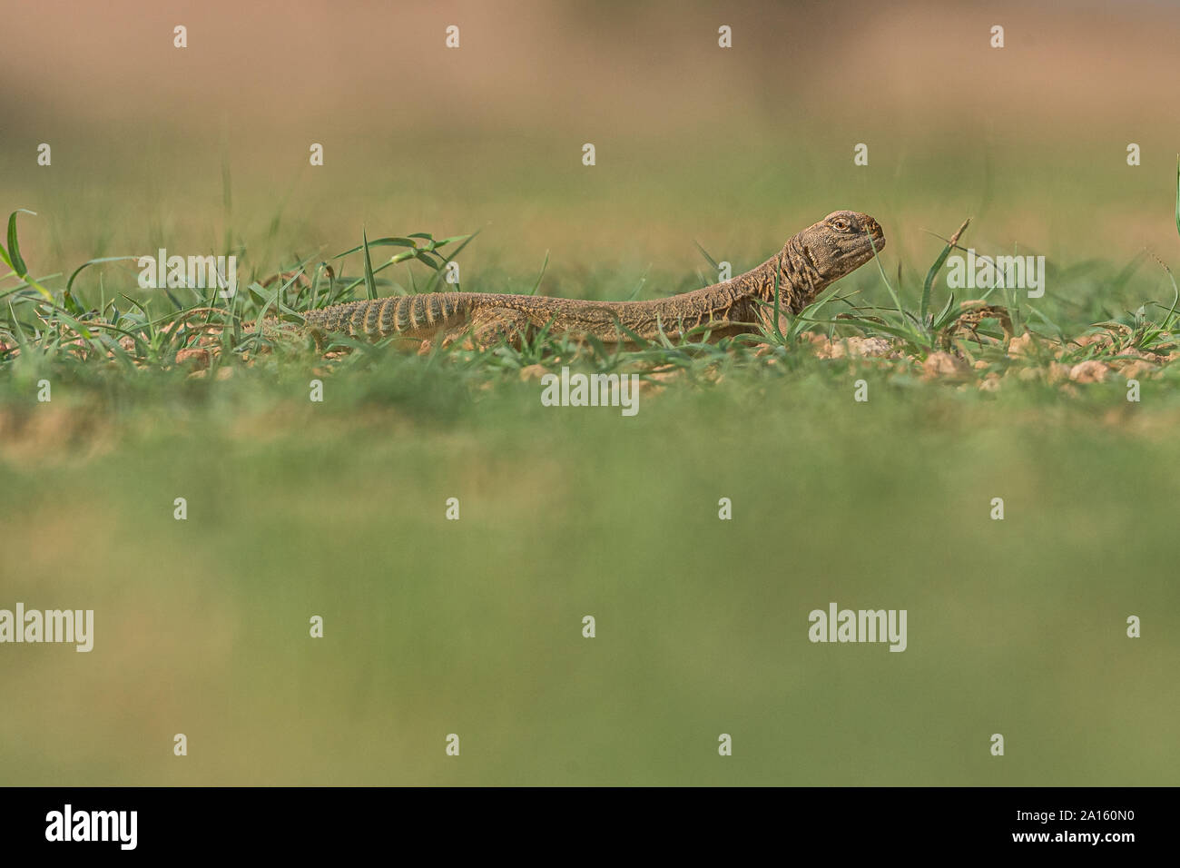 Green striped lizard hi-res stock photography and images - Alamy