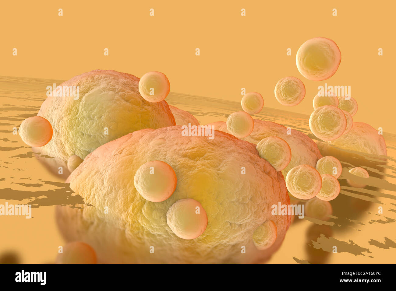 Human fat cells hi-res stock photography and images - Alamy