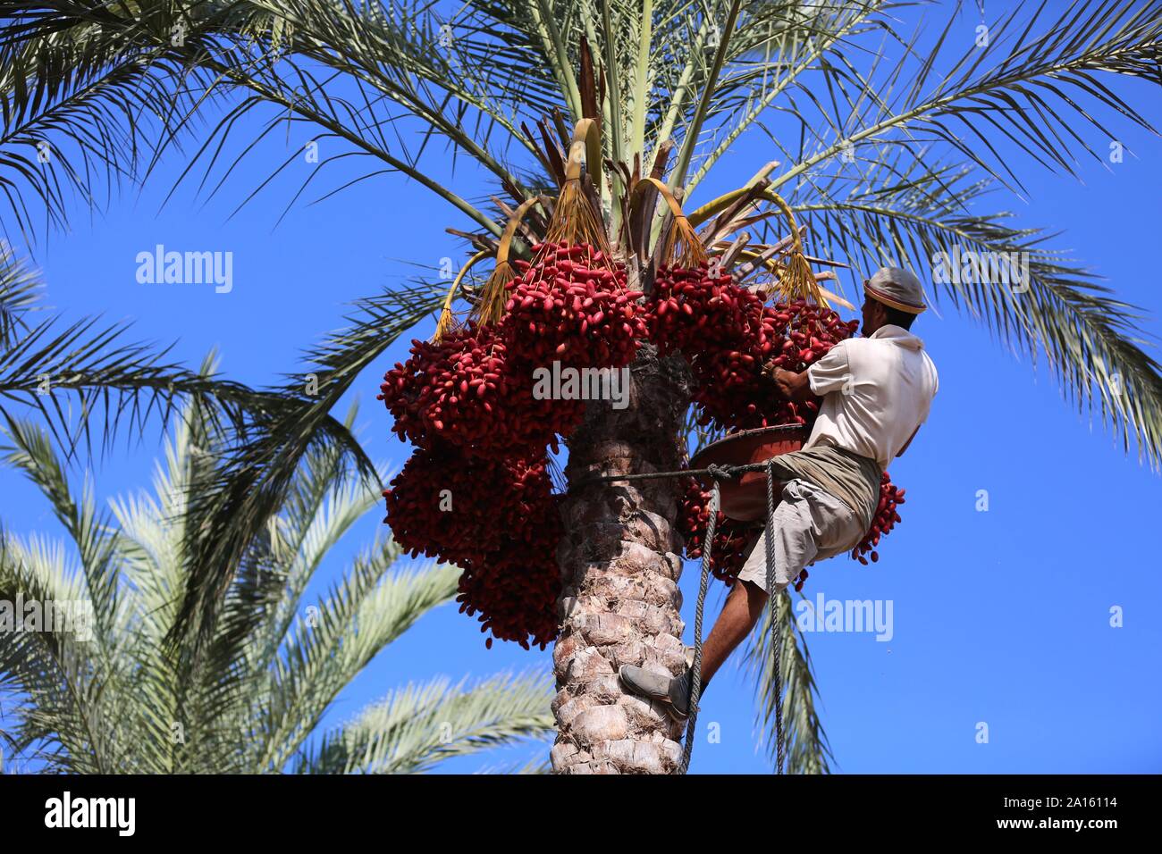 Deir Al-Balah, Gaza Strip, Palestinian Territory. 23rd Sep, 2019 ...