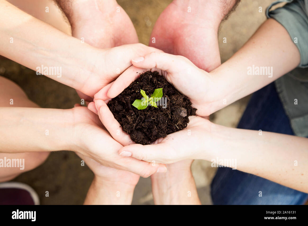 Friendship plant hi-res stock photography and images - Alamy