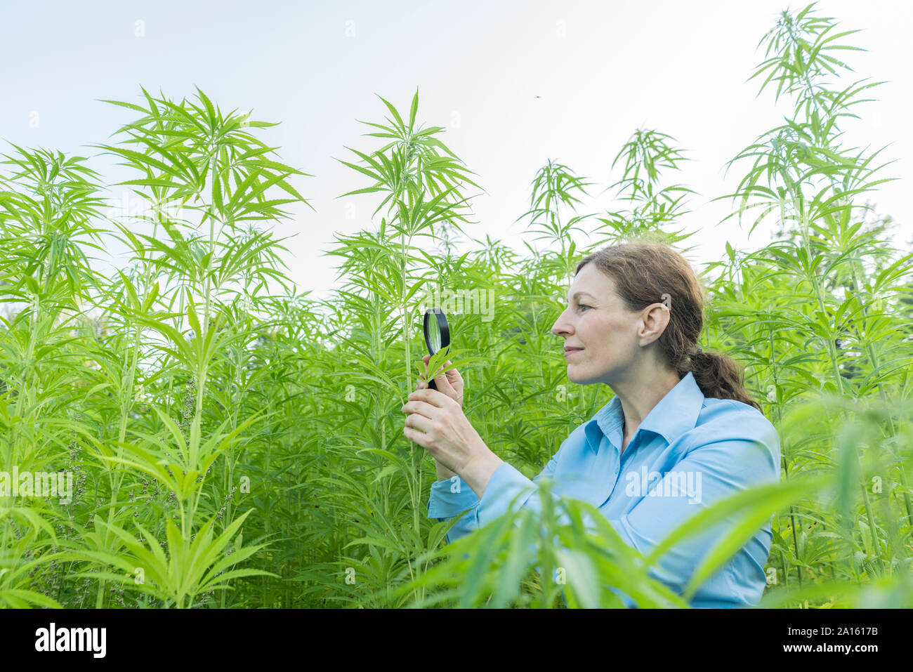 Hemp plant hi-res stock photography and images - Alamy