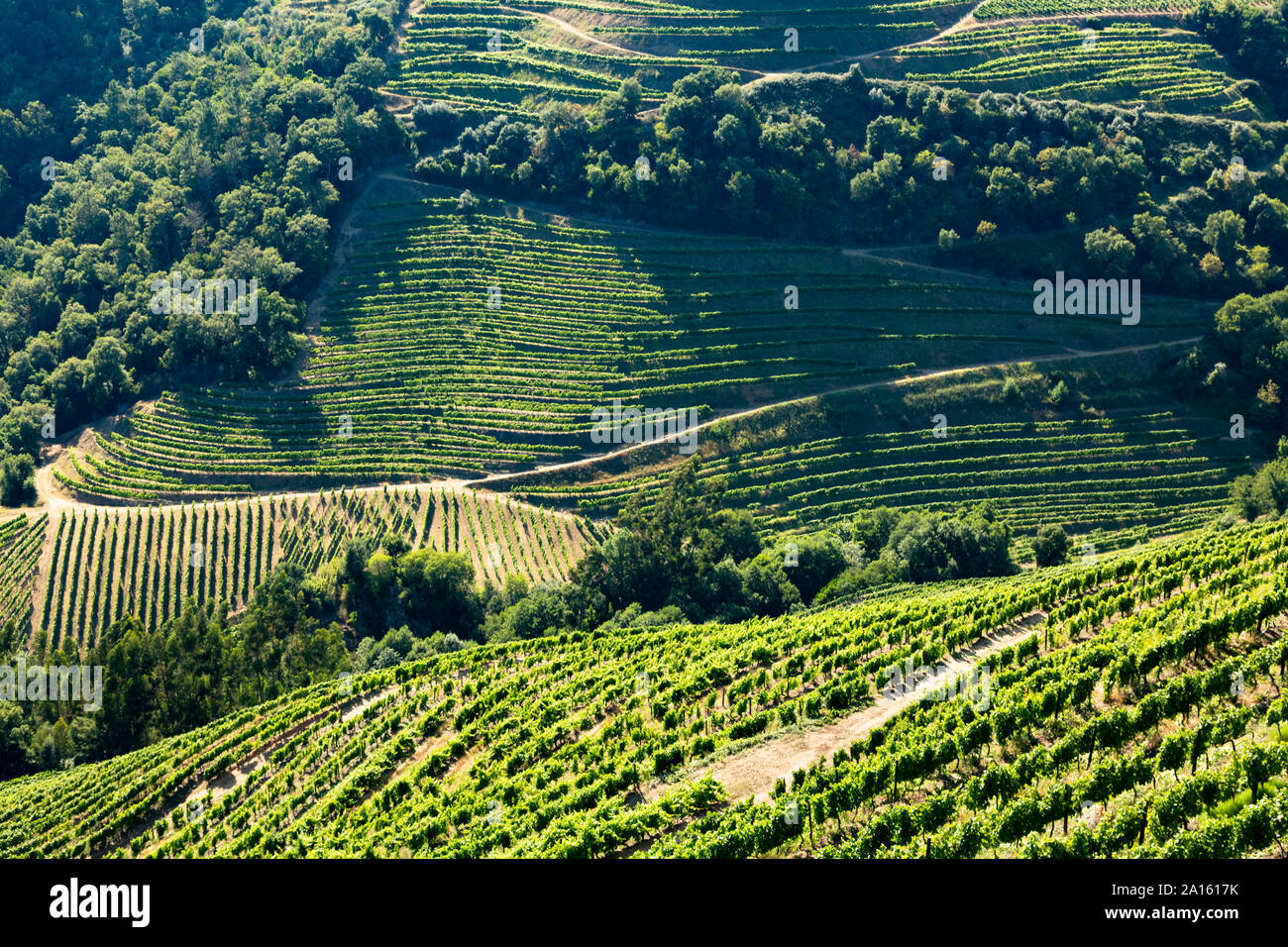 High angle view of green vineyards on hills in valley Stock Photo - Alamy