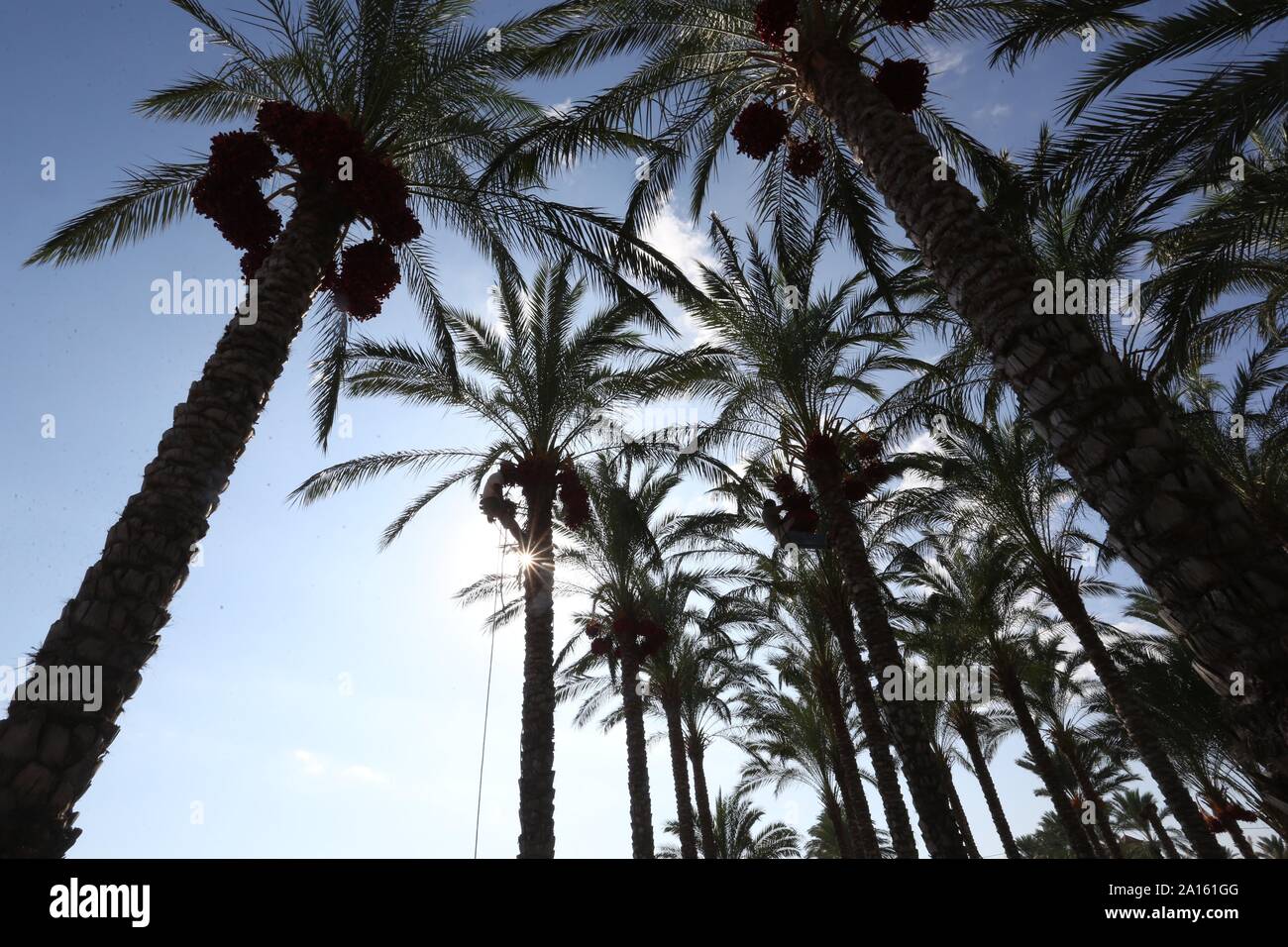 Deir Al-Balah, Gaza Strip, Palestinian Territory. 24th Sep, 2019 ...