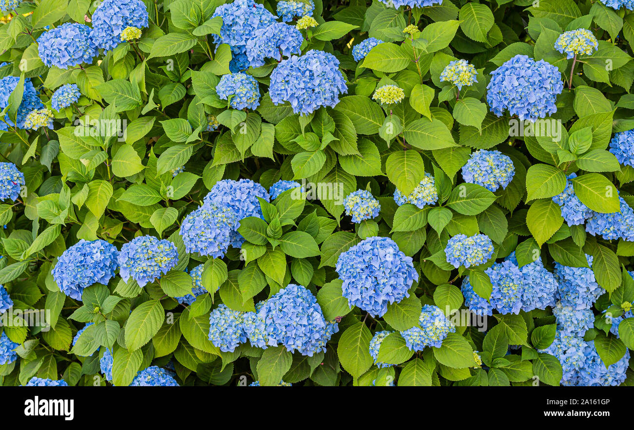 Blue hydrangea shrub hi-res stock photography and images - Alamy
