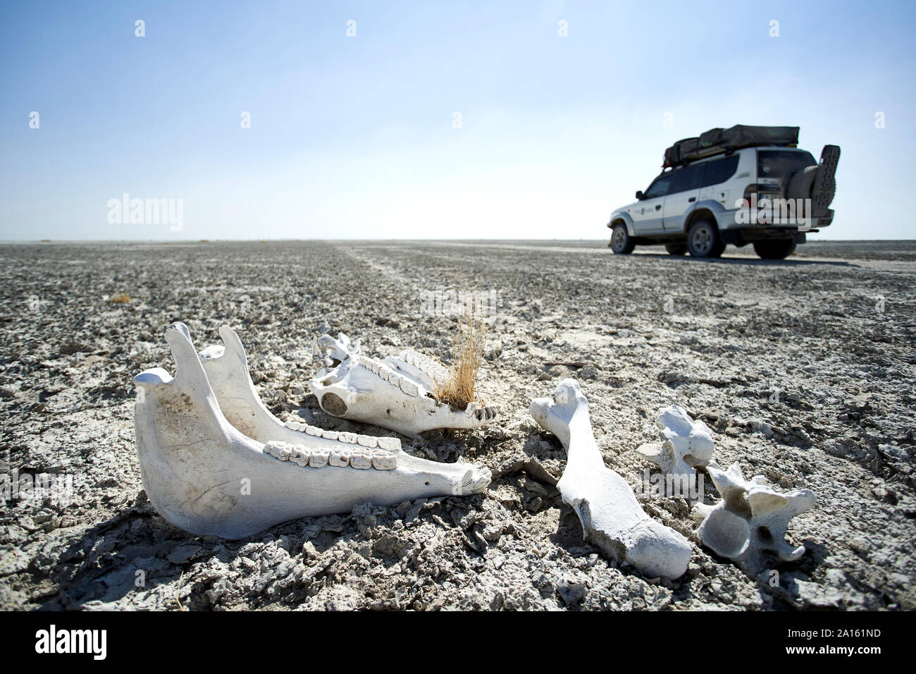 Skeleton driving car hi-res stock photography and images - Alamy