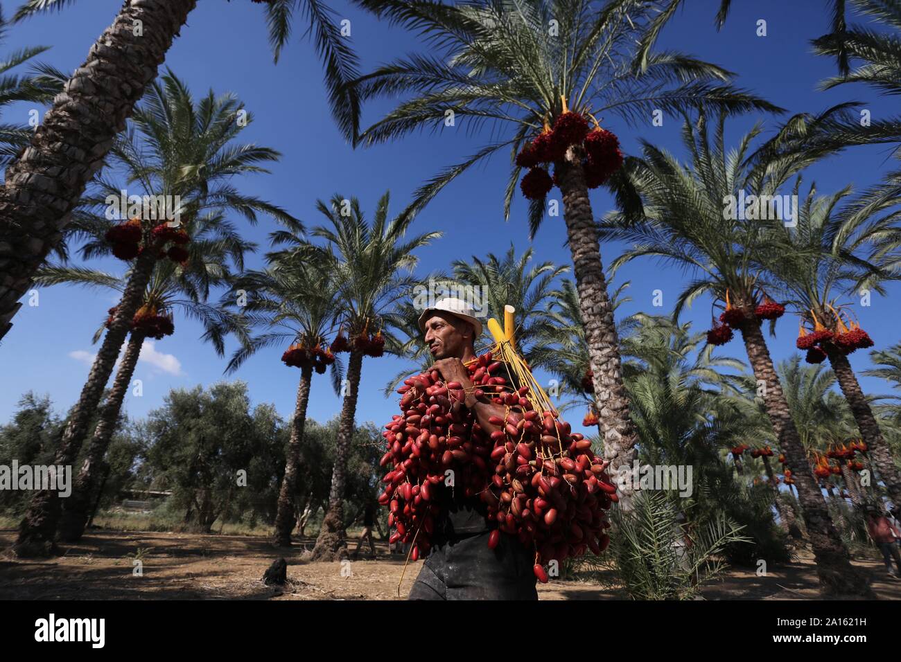 Deir Al-Balah, Gaza Strip, Palestinian Territory. 24th Sep, 2019 ...