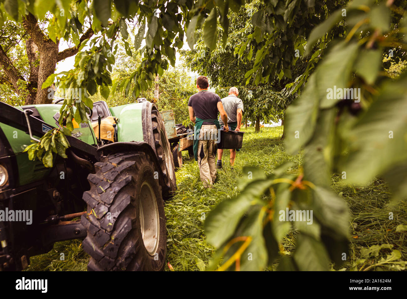 Two men carrying a box with cherries during harvest in orchard Stock ...