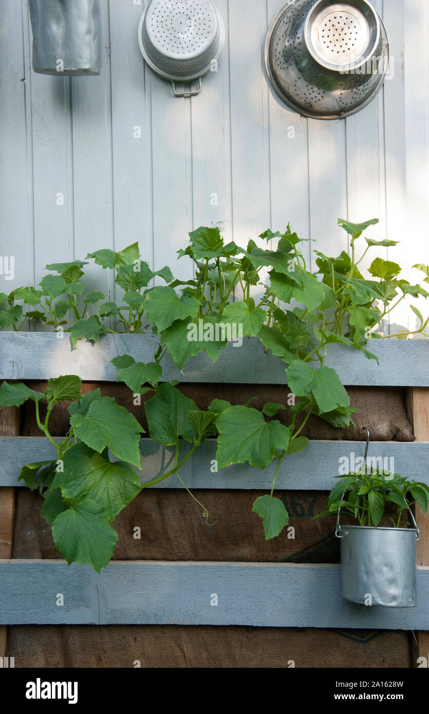 Fresh plants growing against white wall in back yard Stock Photo - Alamy
