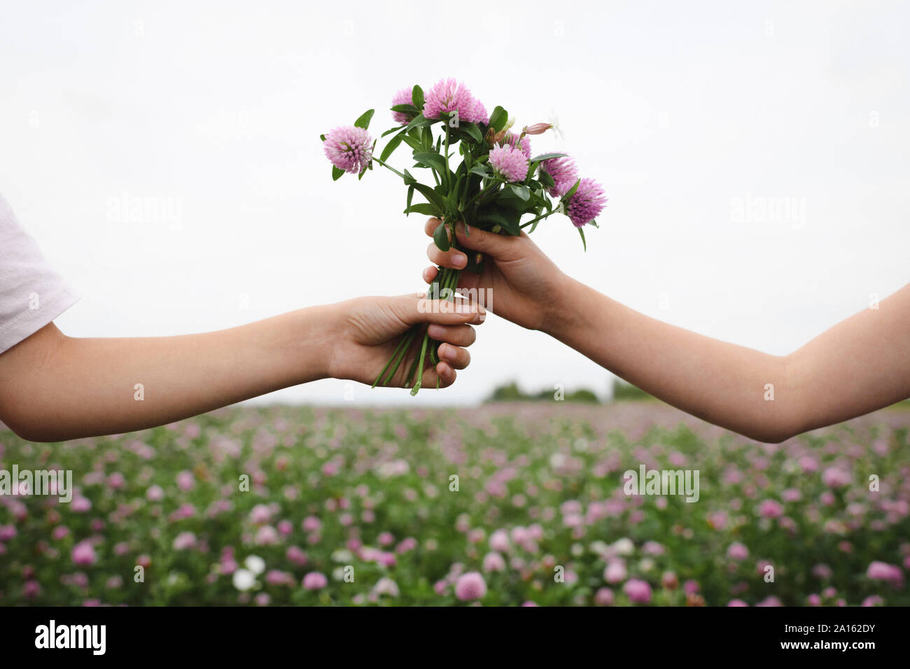 Boy's hand taking clover flowers Stock Photo - Alamy