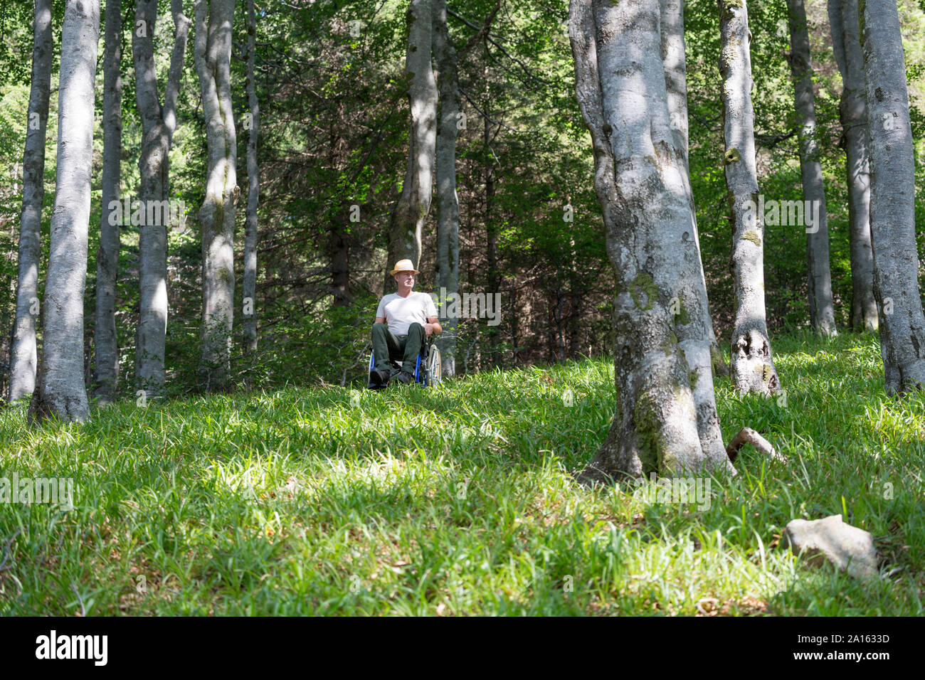 Man in wheelchair in the forest Stock Photo - Alamy