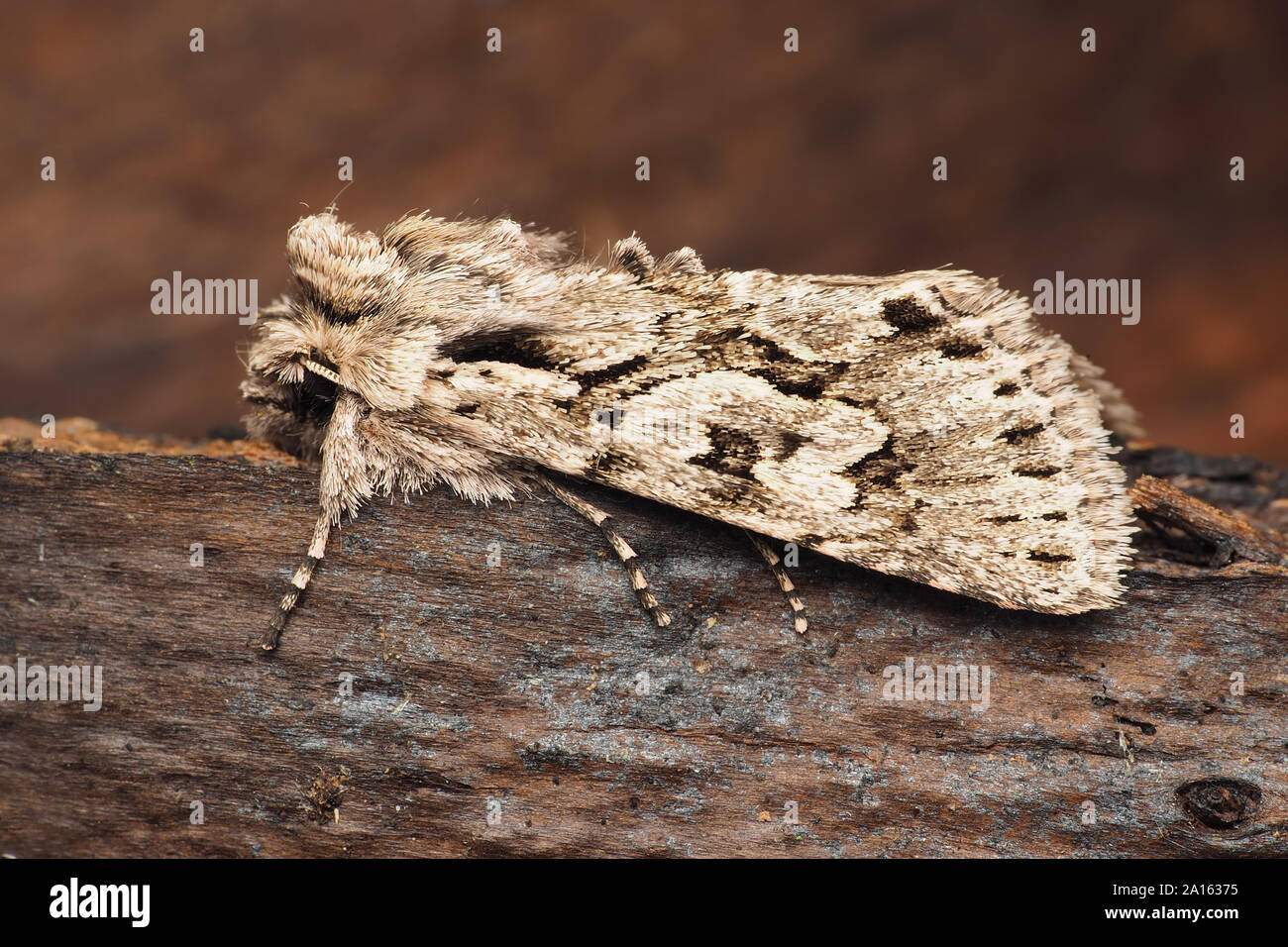 Areola hi-res stock photography and images - Alamy