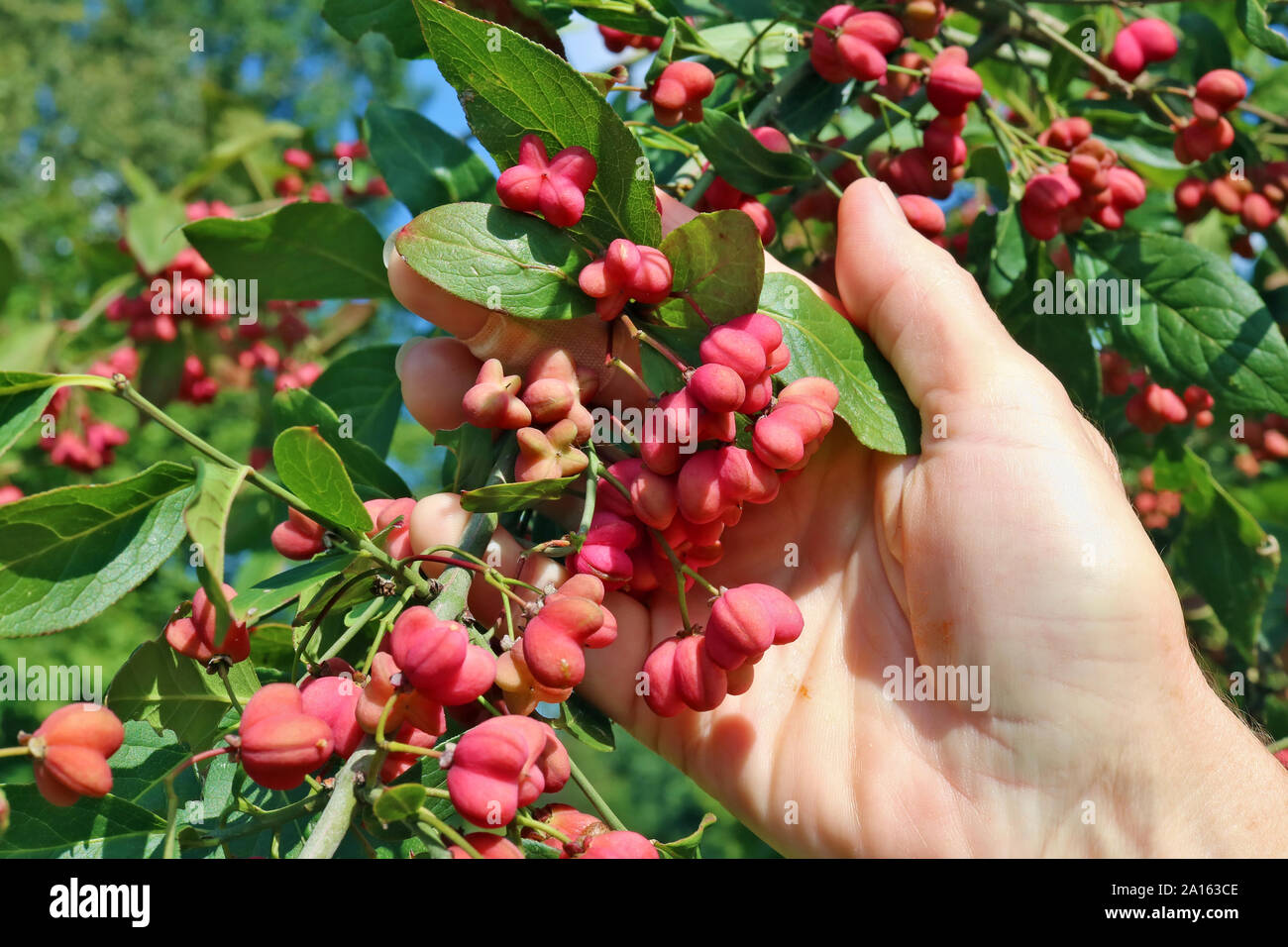 Bunch of real wild unripe pink forest euonymus tree seeds in senior ...