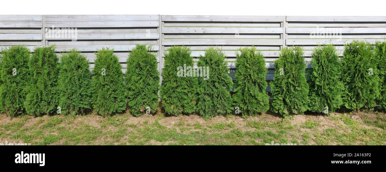 Ideal long and green hedge from small yound evergreen coniferous trees ...