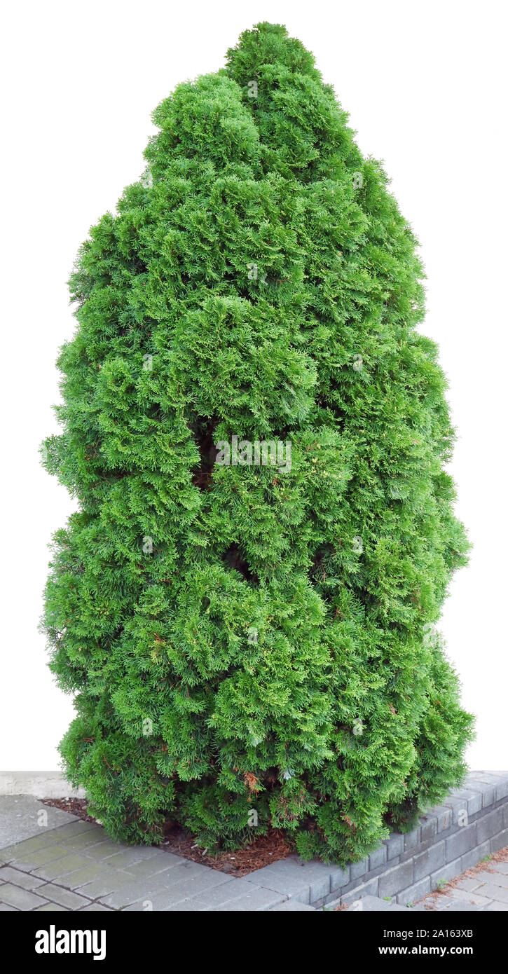 The evergreen coniferous tree of Thuja of ideal form grows on an urban ...