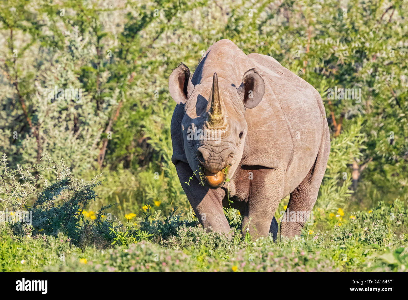 African black rhino hi-res stock photography and images - Alamy