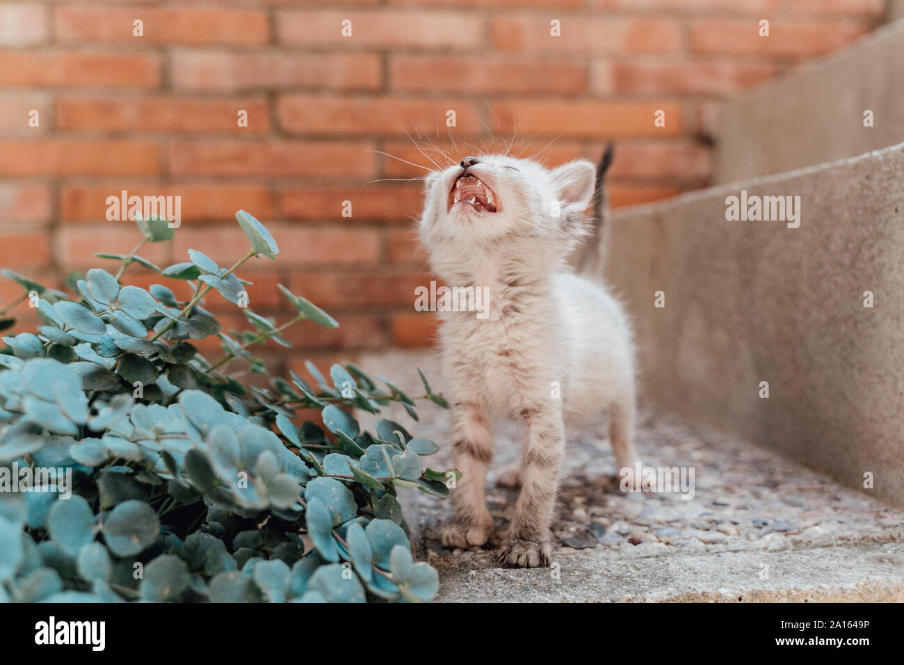 Miaowing High Resolution Stock Photography and Images - Alamy