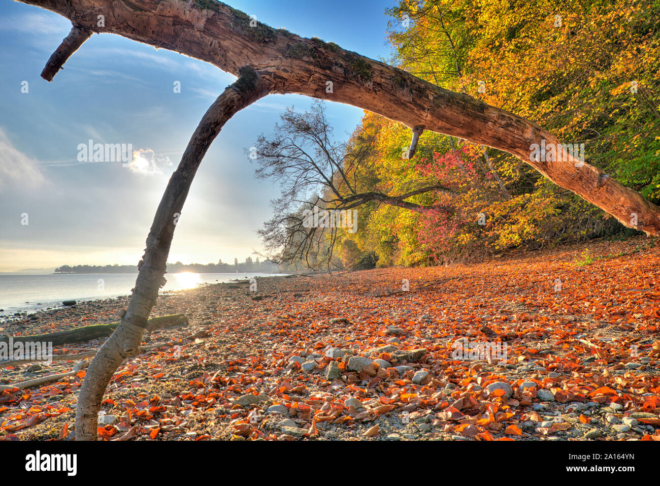 Germany autumn trees hi-res stock photography and images - Alamy