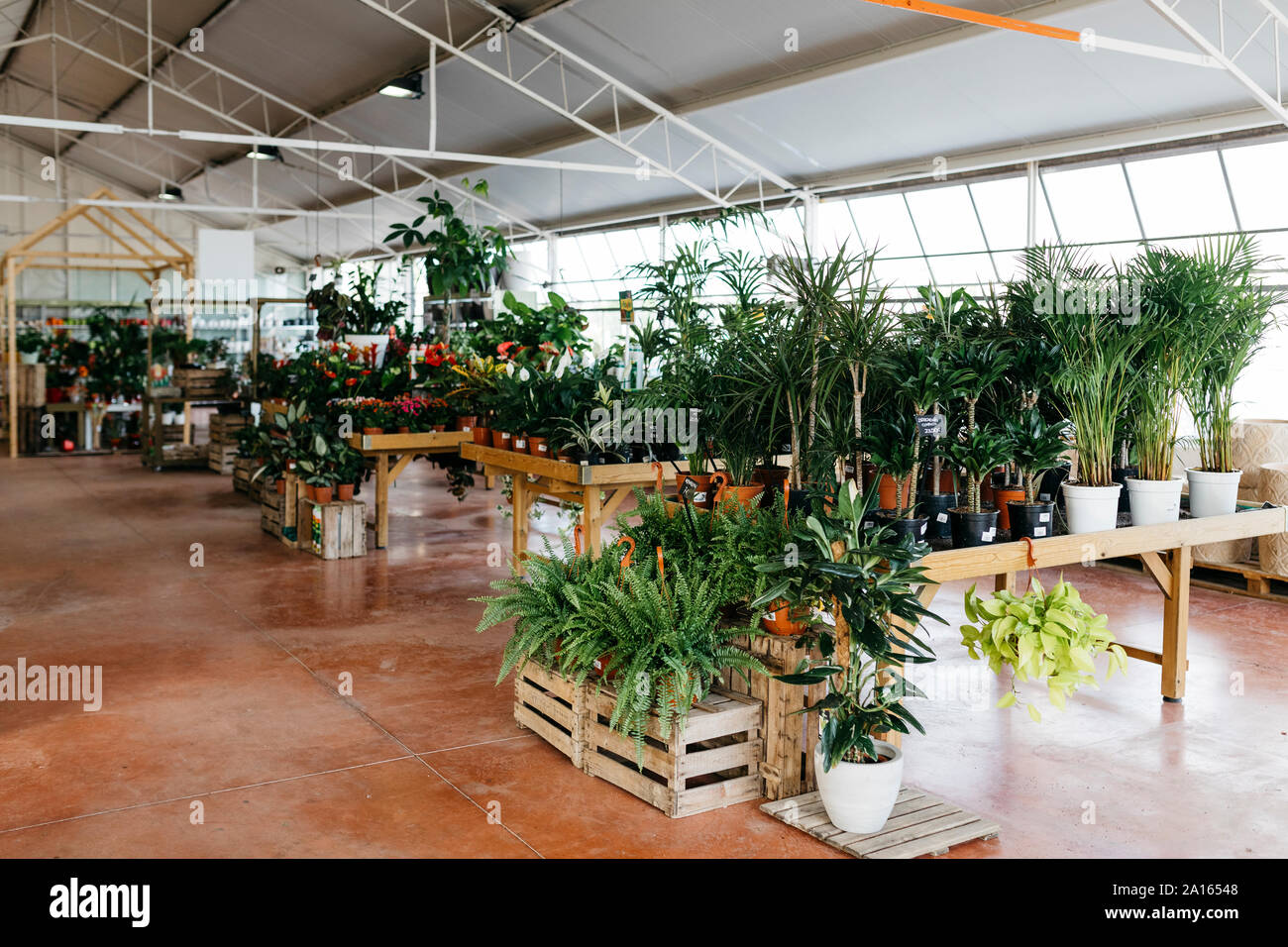 Assortment of plants in a garden center Stock Photo - Alamy