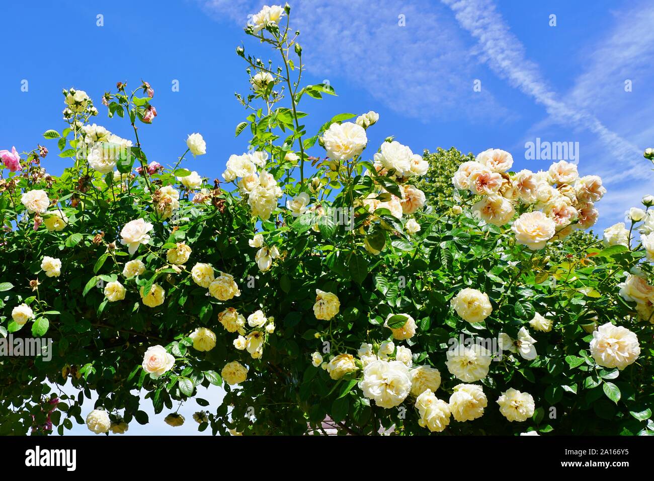 Clusters of fragrant hi-res stock photography and images - Alamy