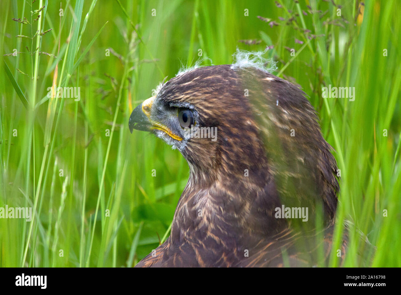 A Eurasian fledgling buzzard in tall grass, Perthshire, Scotland ...