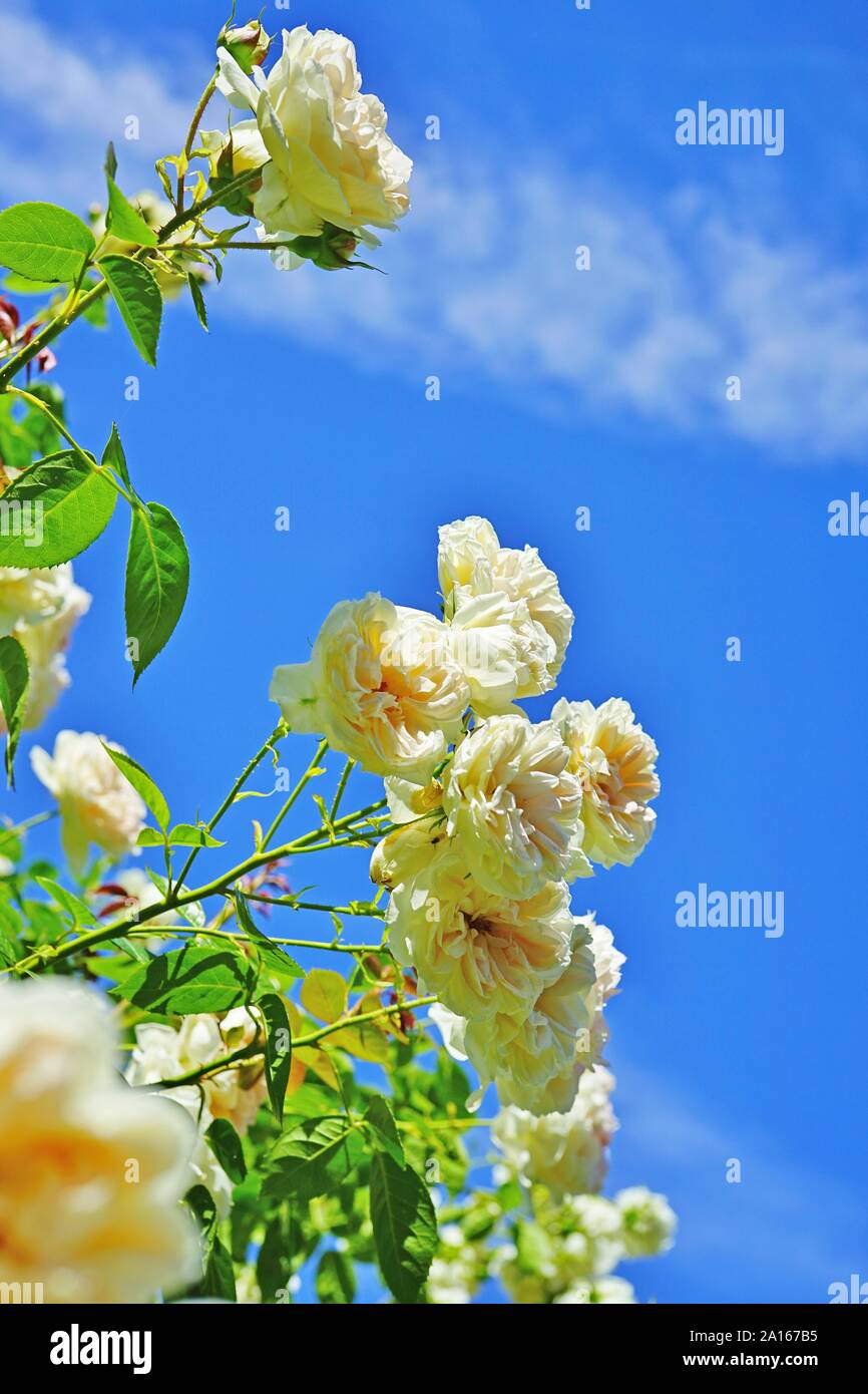 Clusters of fragrant hi-res stock photography and images - Alamy