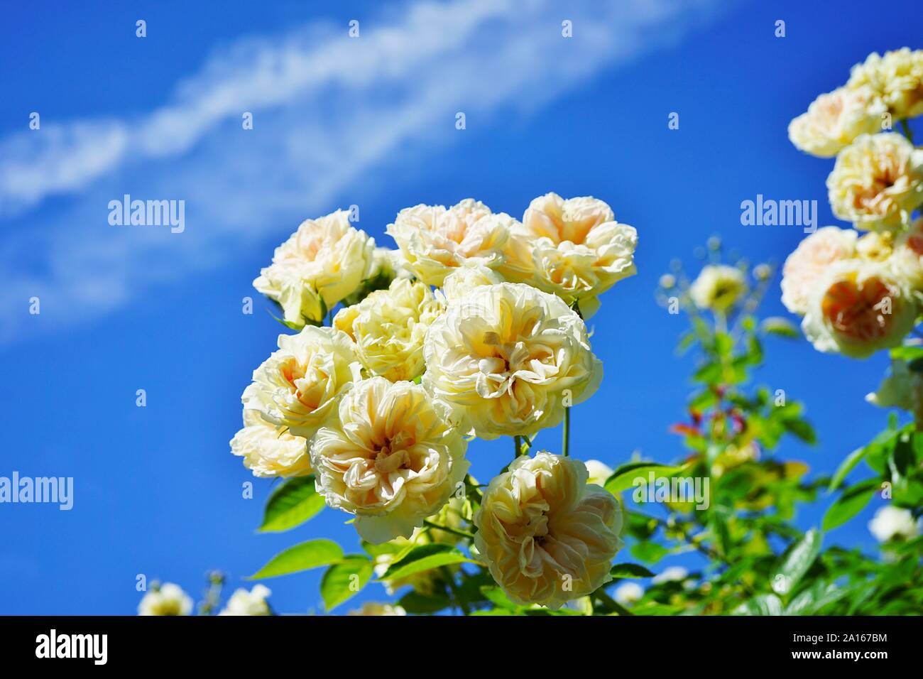 Clusters of fragrant hi-res stock photography and images - Alamy