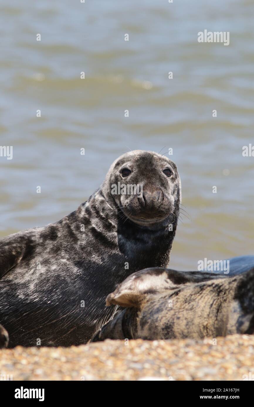 Grey seals resting on Horsey Beach, Norfolk Stock Photo - Alamy