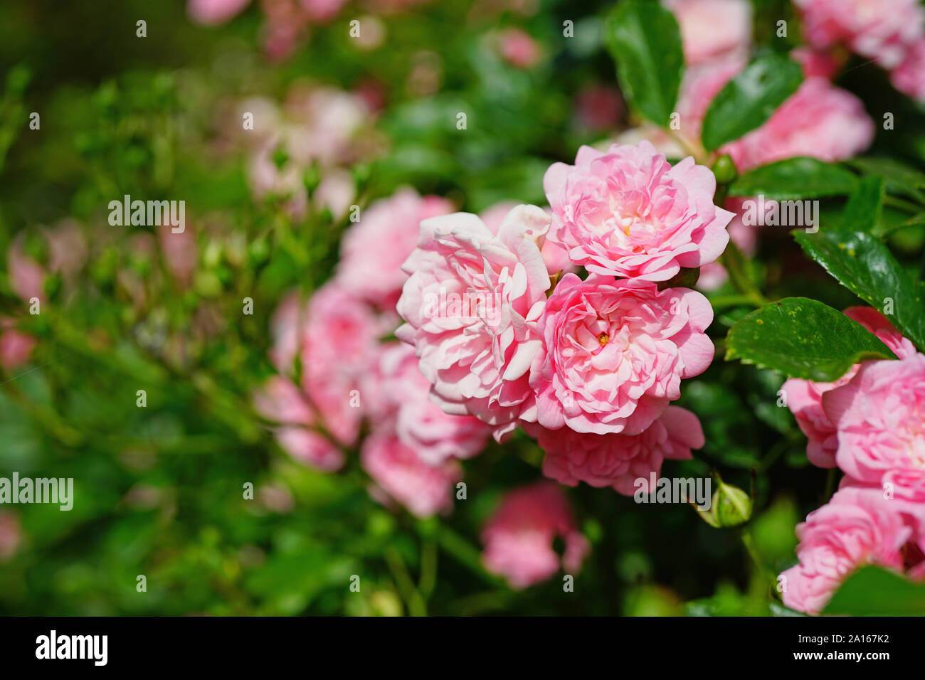 Clusters of small pink rose flowers on a shrub in the garden Stock ...
