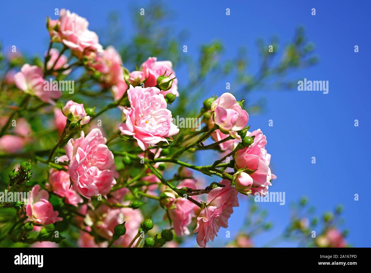 Clusters of small pink rose flowers on a shrub in the garden Stock ...