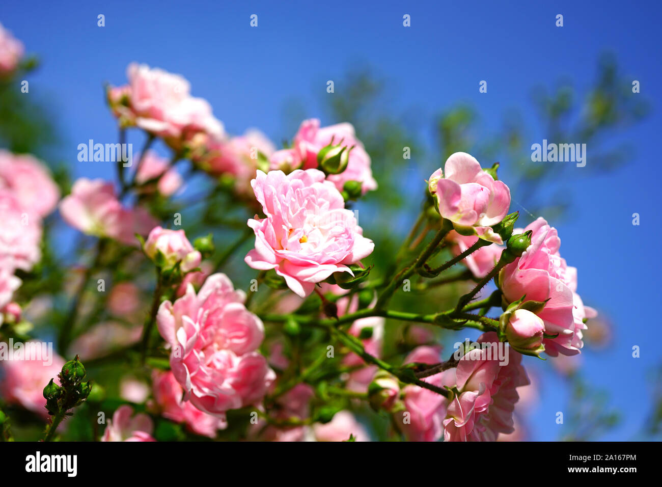 Clusters of small pink rose flowers on a shrub in the garden Stock ...