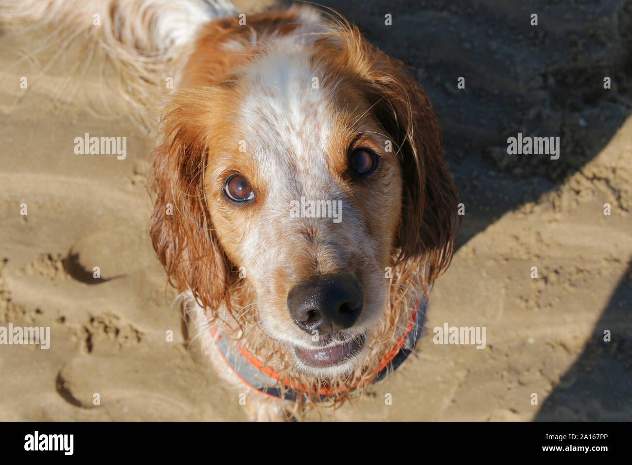 Working cocker spaniel on a sandy beach looking up at camera Stock ...