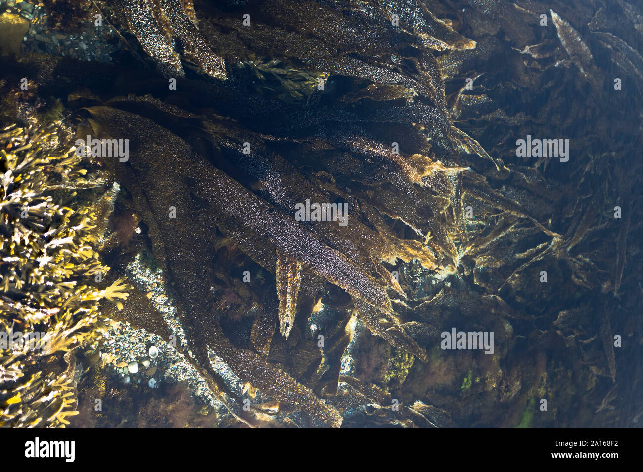 dh Kelp SEAWEED MARINE Brown algae sea scotland laminaria seaweeds ...