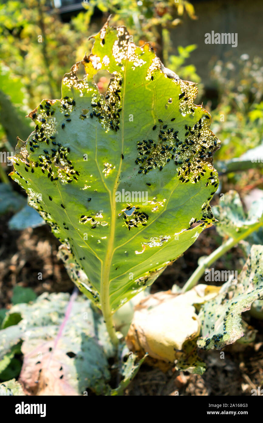 Plague of insects, flea beetles leave Stock Photo - Alamy