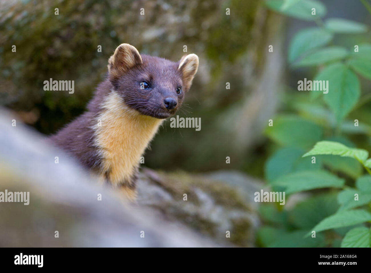 Portrait of pine marten Stock Photo - Alamy
