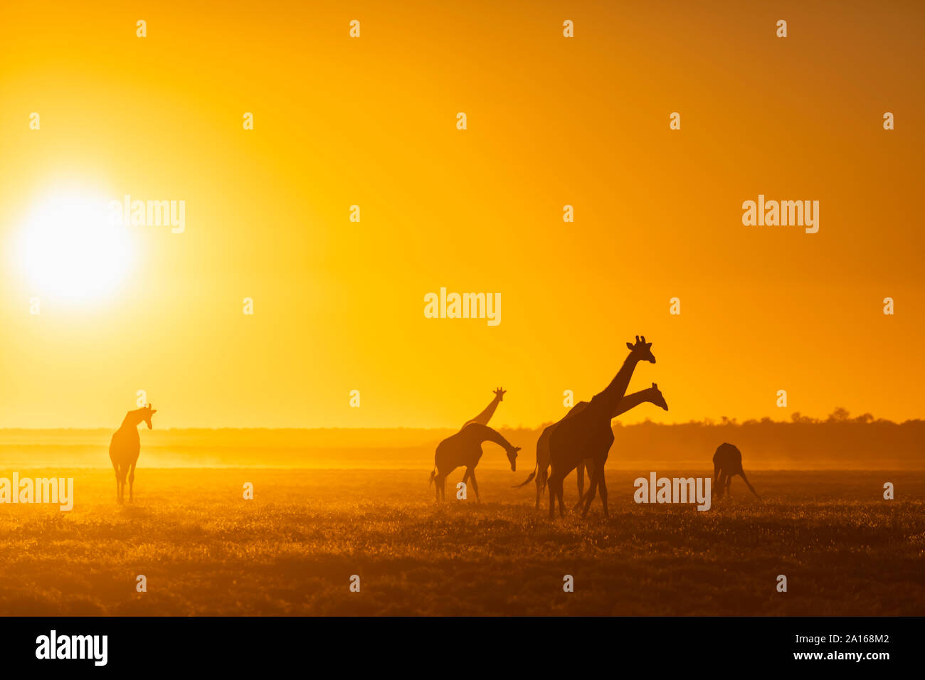 Giraffes africa sunset hi-res stock photography and images - Alamy