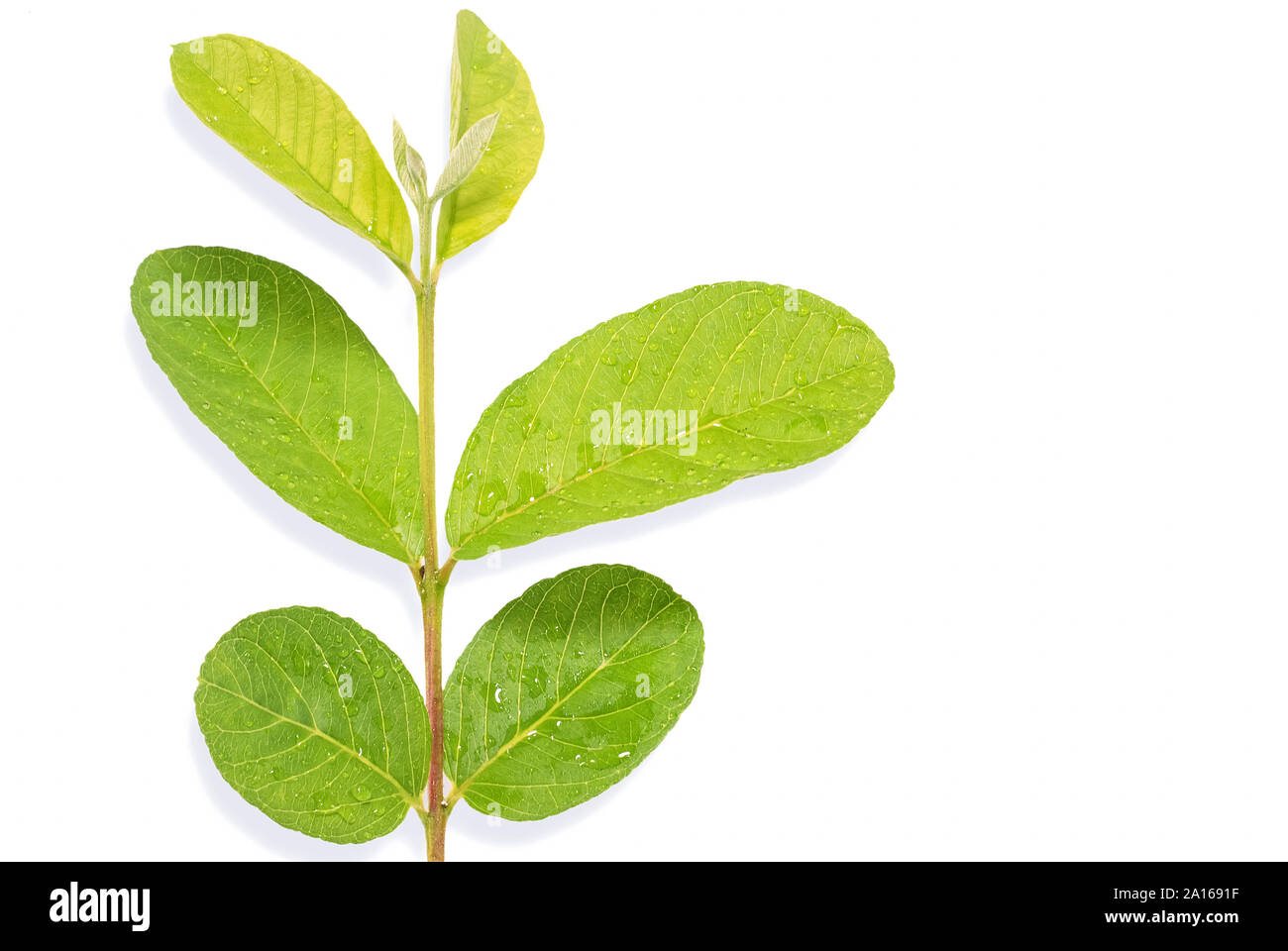 Guava leaf isolated on white background Stock Photo - Alamy