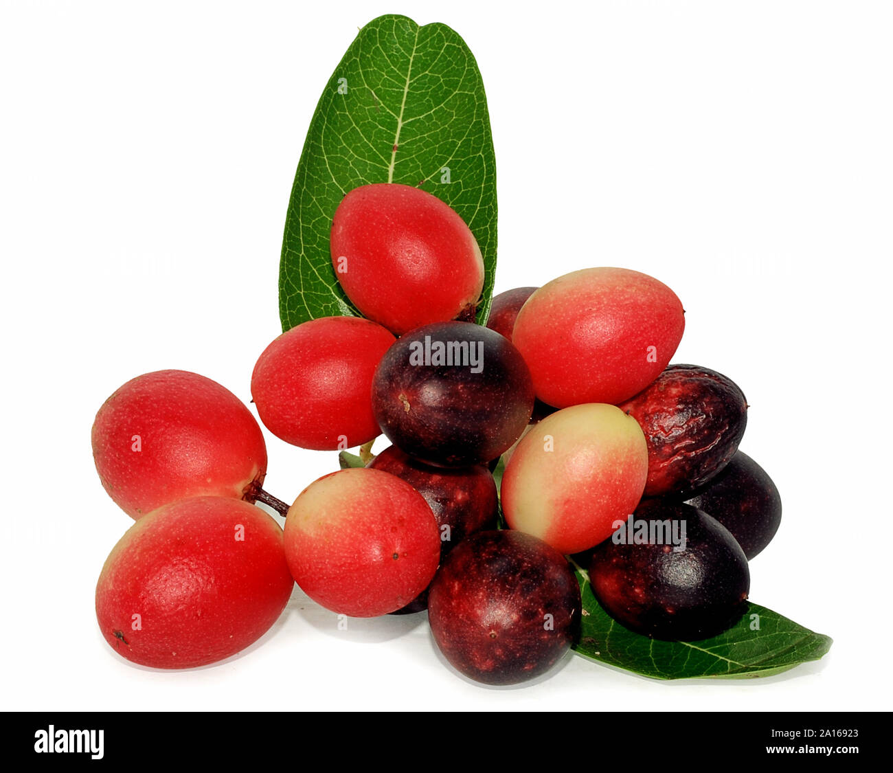 Karonda fruit hi-res stock photography and images - Alamy