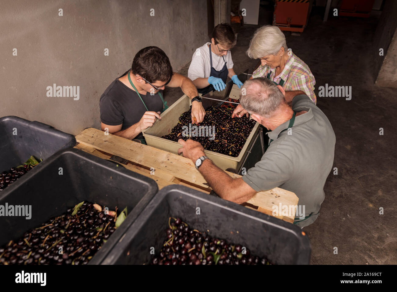 People working together sorting harvested cherries Stock Photo - Alamy