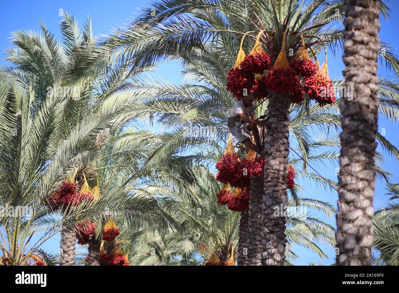 Deir Al-Balah, The Gaza Strip, Palestine. 24th Sep, 2019. A Palestinian ...