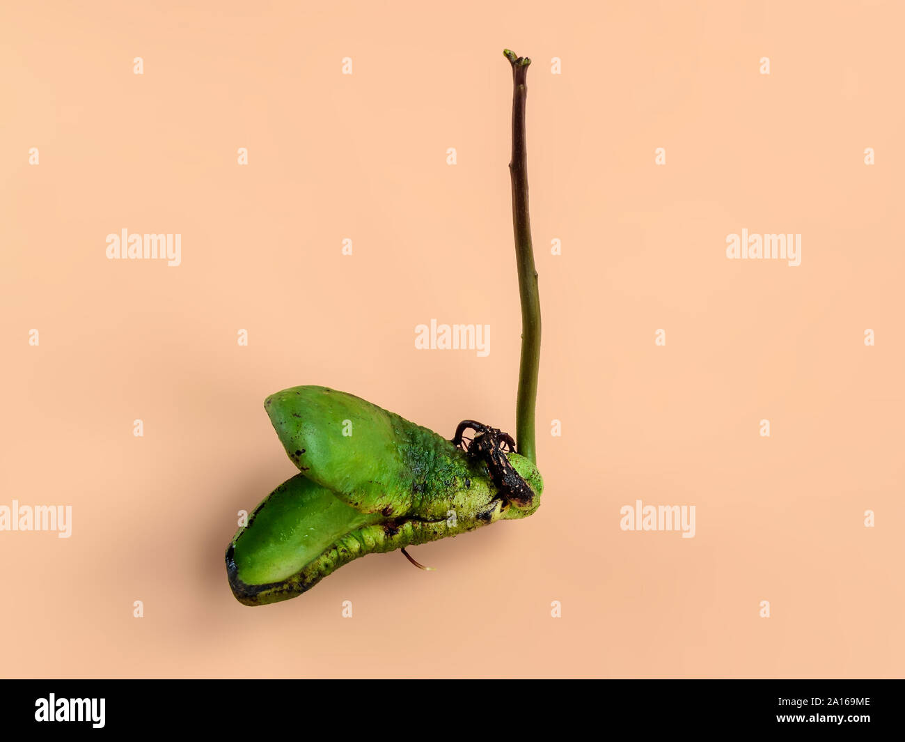 Sprouted green seed of mango before planting. To grow a mango tree from ...