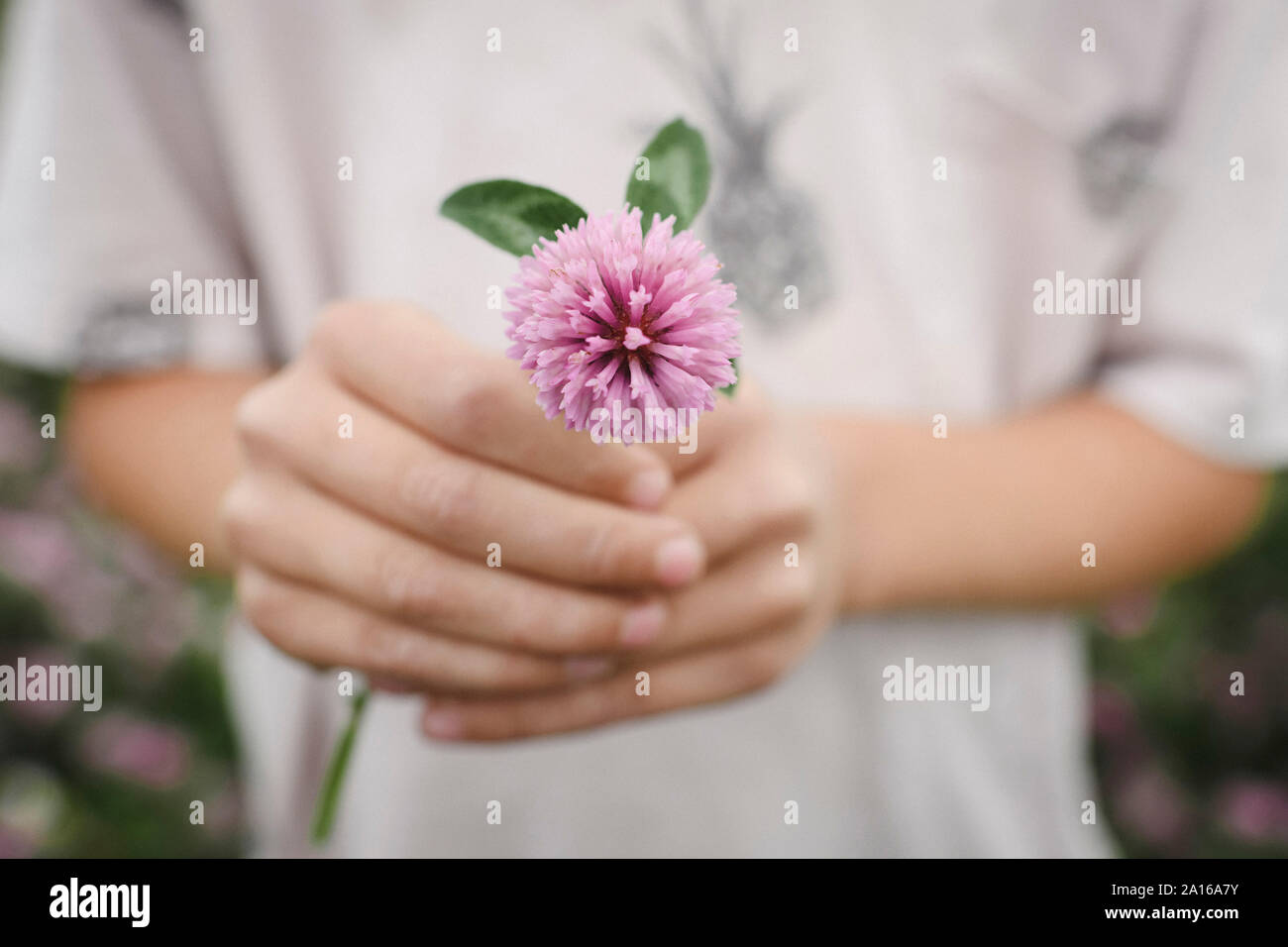 Purple clover flower hi-res stock photography and images - Alamy