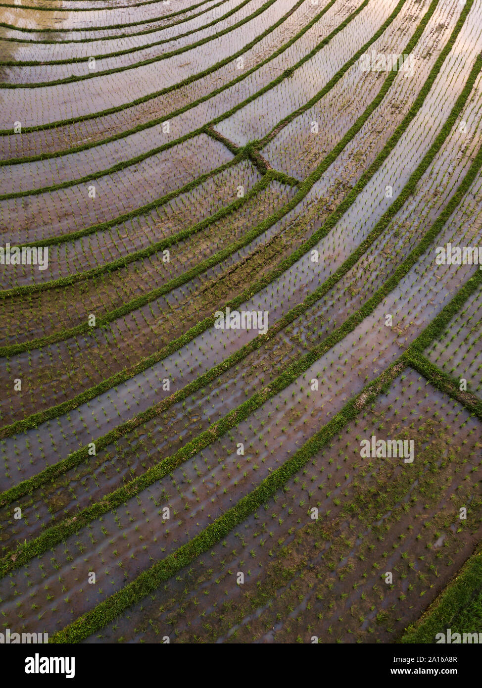 Elevated view terrace paddy hi-res stock photography and images - Alamy