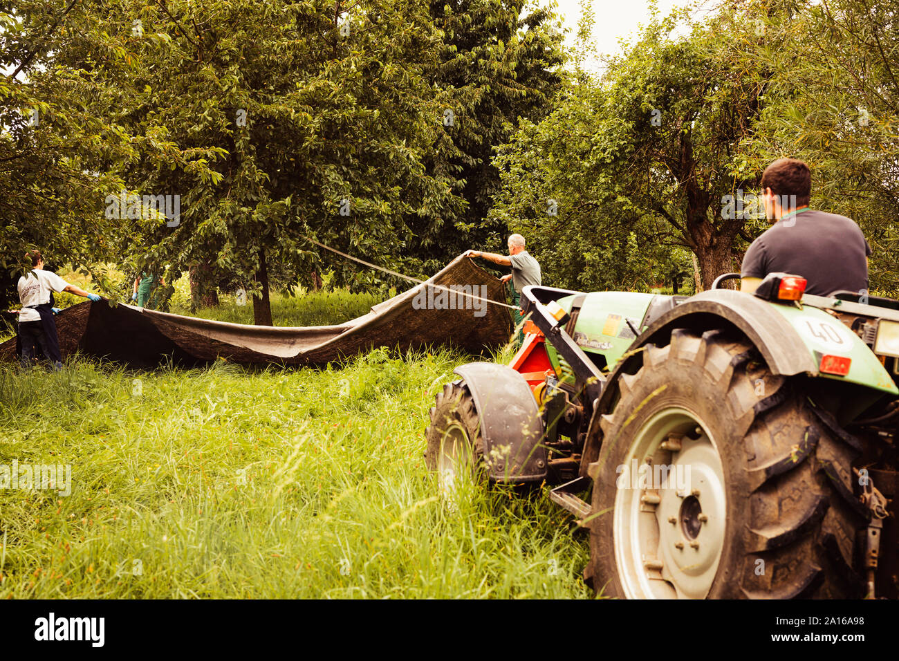 Working in an orchard hi-res stock photography and images - Alamy