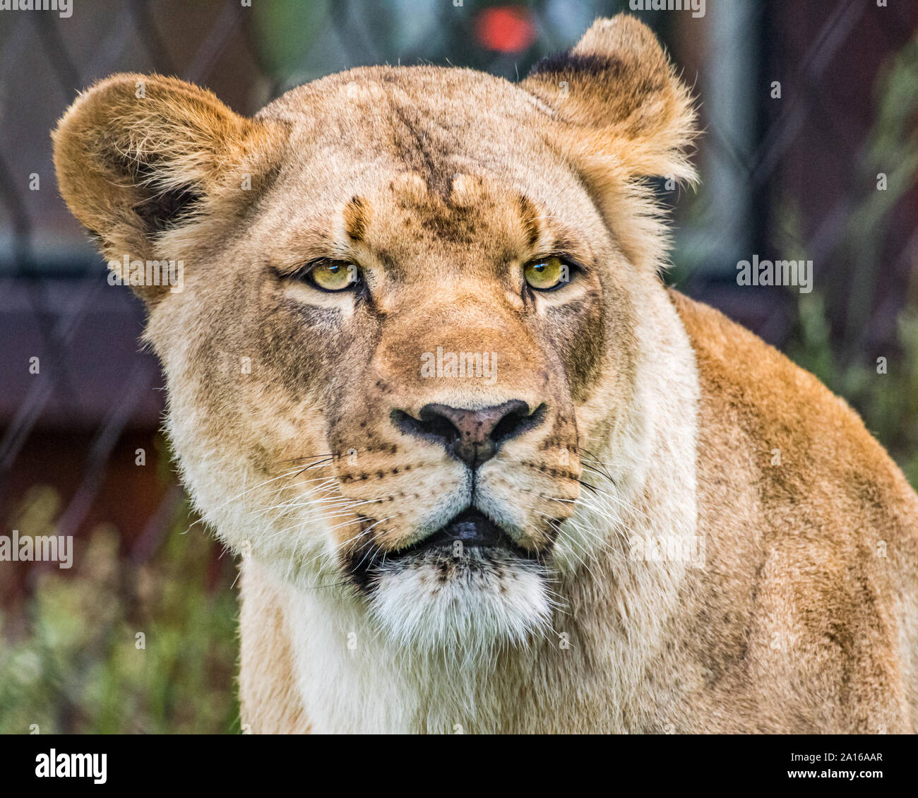 Lionking hi-res stock photography and images - Alamy
