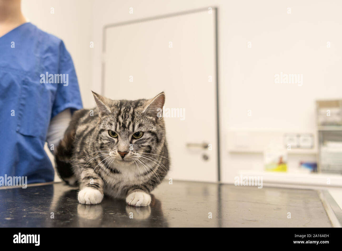 Cute cat in the veterinary practice is examined by the veterinarian ...