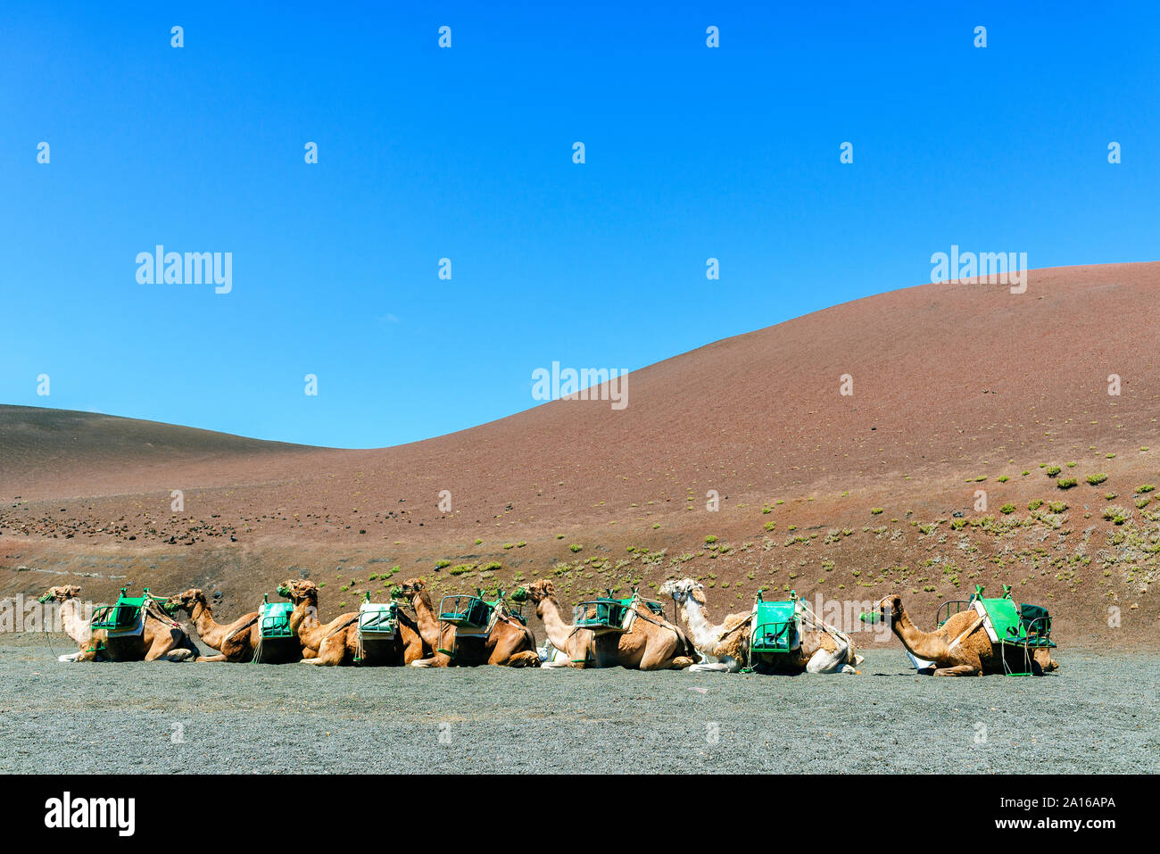 Lanzarote animals hi-res stock photography and images - Alamy