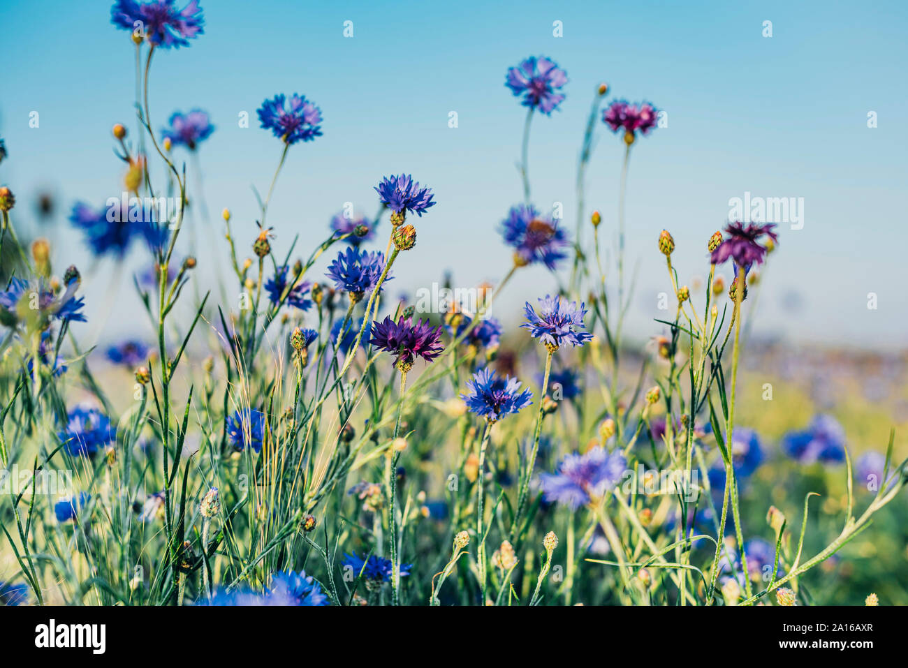 Purple cornflowers hi-res stock photography and images - Alamy